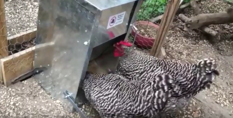 ratproof, wild bird proof, rodent proof, squirrel proof chicken feeder