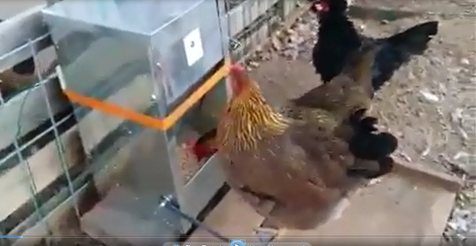 A Rat Proof, Bird Proof, Rodent Proof, Squirrel Proof Chicken Feeder